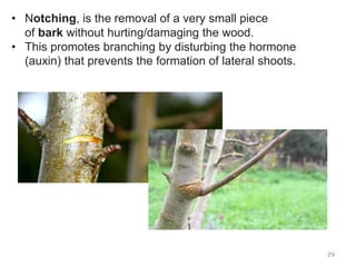 Form 5_Chapter 6_Sexual Reproduction in Flowering Plants.ppt