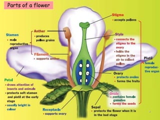 Form 5_Chapter 6_Sexual Reproduction in Flowering Plants.ppt