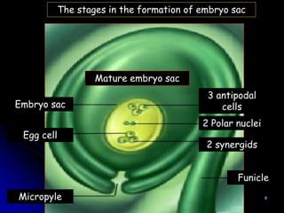 Form 5_Chapter 6_Sexual Reproduction in Flowering Plants.ppt