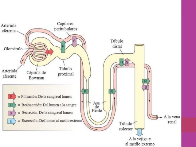 Formación de orina.