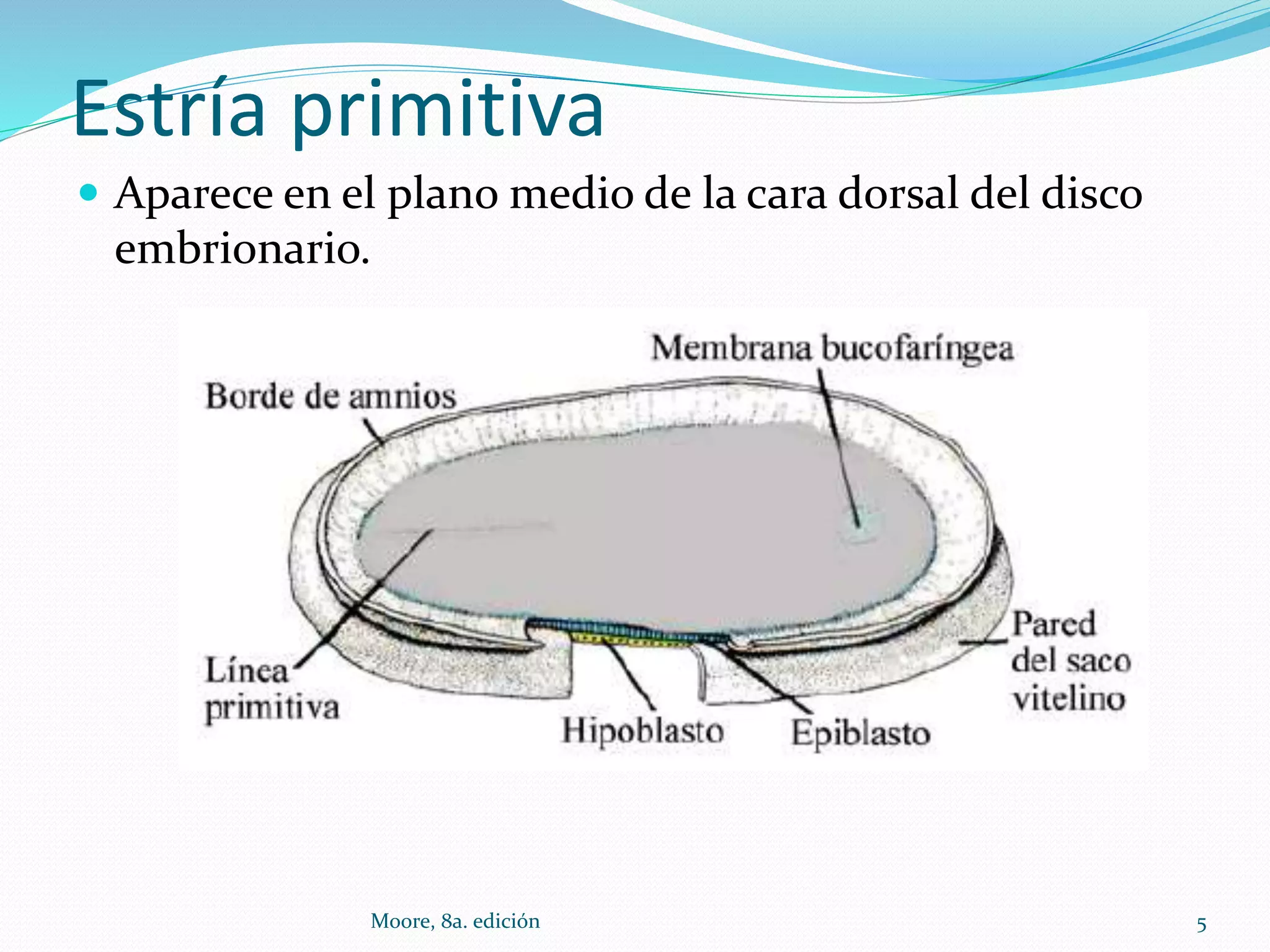 Formación de las capas germinales | PPTX