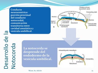 Formación de las capas germinales | PPTX