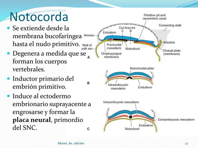 Formación de las capas germinales | PPTX