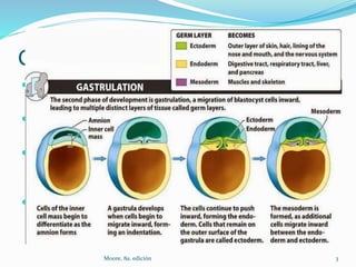 Formación de las capas germinales | PPTX