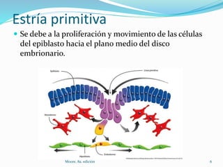 Formación de las capas germinales | PPTX
