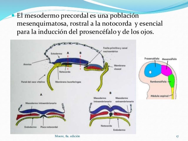 Formación de las capas germinales