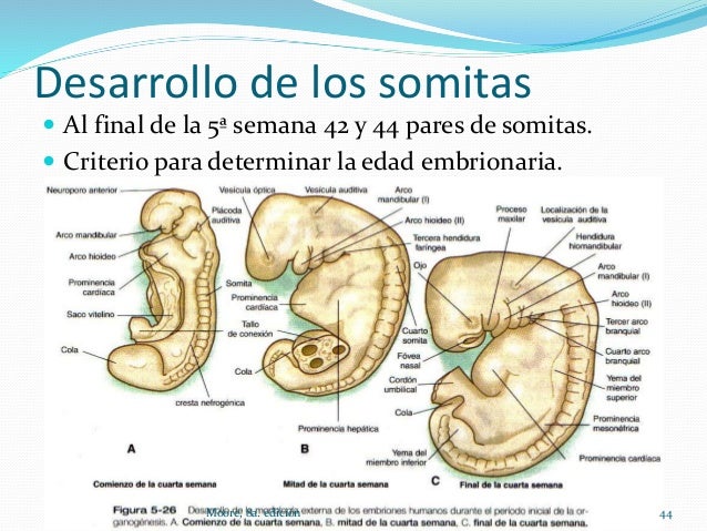 Formación de las capas germinales