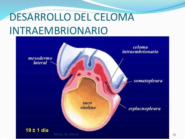 Formación de las capas germinales
