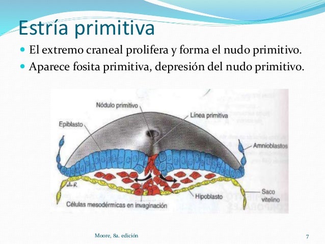 Formación de las capas germinales