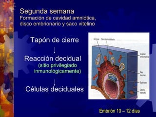 FormacióN Del Disco Embrionario Bilaminar Y Del Saco. | PPT