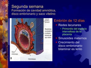 FormacióN Del Disco Embrionario Bilaminar Y Del Saco. | PPT