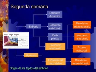 FormacióN Del Disco Embrionario Bilaminar Y Del Saco. | PPT