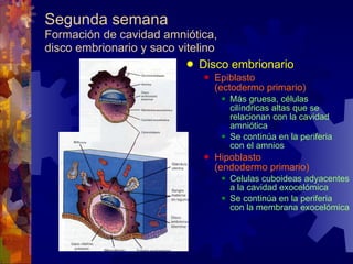 FormacióN Del Disco Embrionario Bilaminar Y Del Saco. | PPT