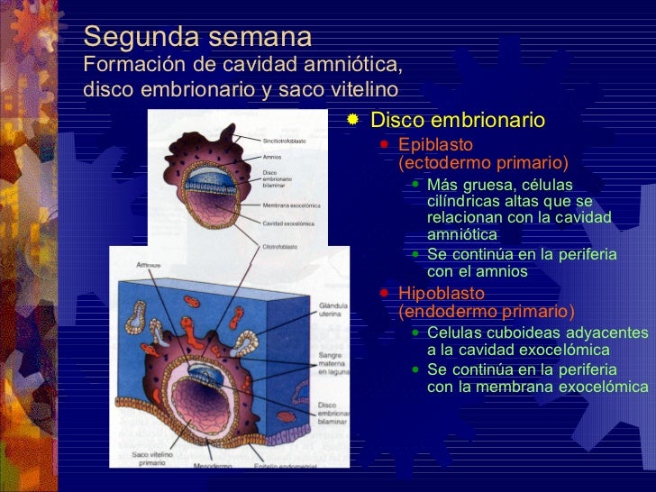 Epiblasto Ectodermo Terceira Semana Do Desenvolvimento Embrionário
