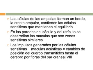 Formación del oído y anomalías en su desarrollo | PPTX
