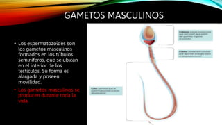Formación de una nueva vida y partes de los gametos femenino y ...