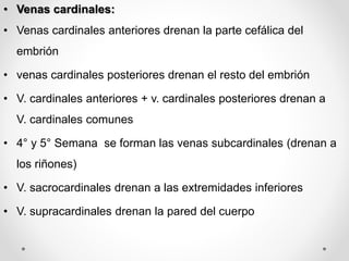 Formación de venas | PPTX