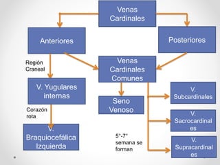 Formación de venas | PPTX