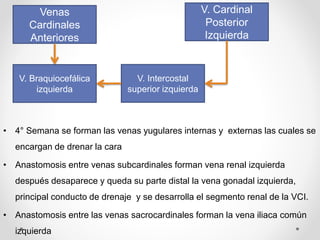 Formación de venas | PPTX