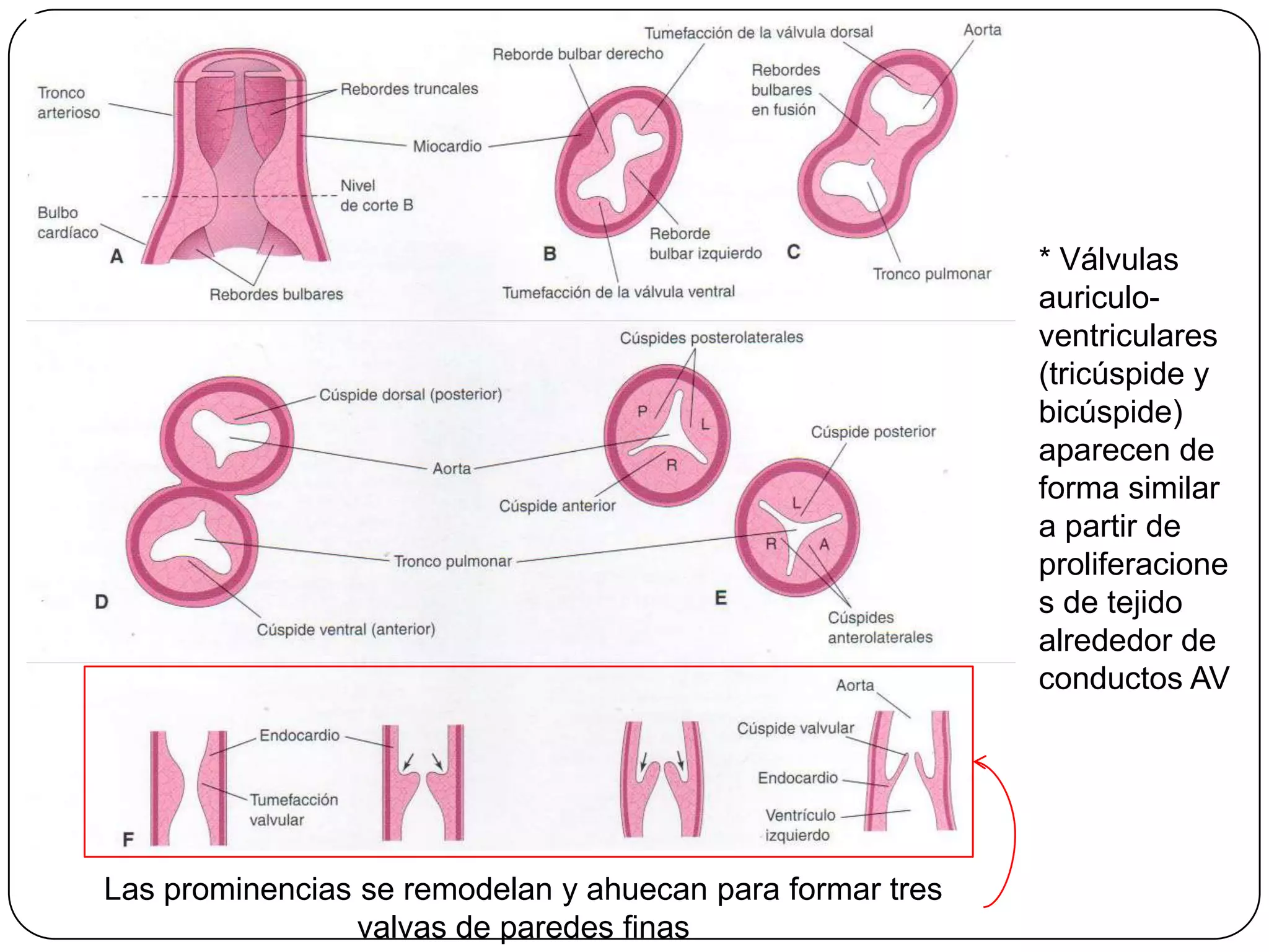 Formación de válvulas cardiacas | PPT