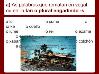 Formación do plural | PPTX