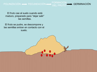 Formación nueva planta | PPT
