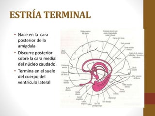 Formación Reticular | PPTX