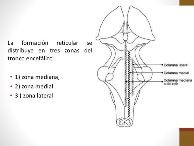 Formación Reticular