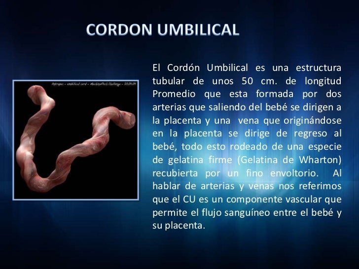 Formación del cordón umbilical
