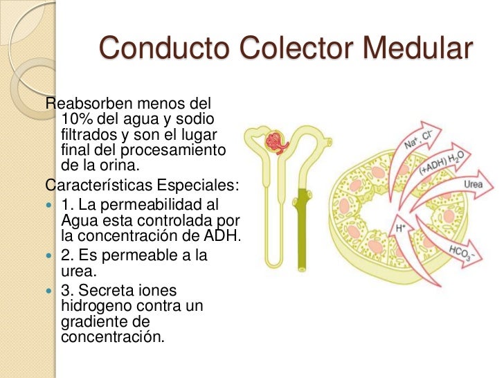 FORMACIÓN DE LA ORINA POR LOS RIÑONES: REABSORCIÓN Y SECRECIÓN TUBULAR ...