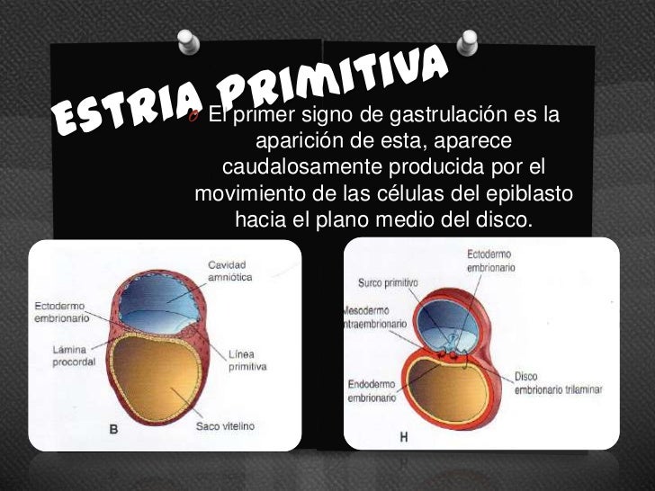 Formacion de las capas germinales