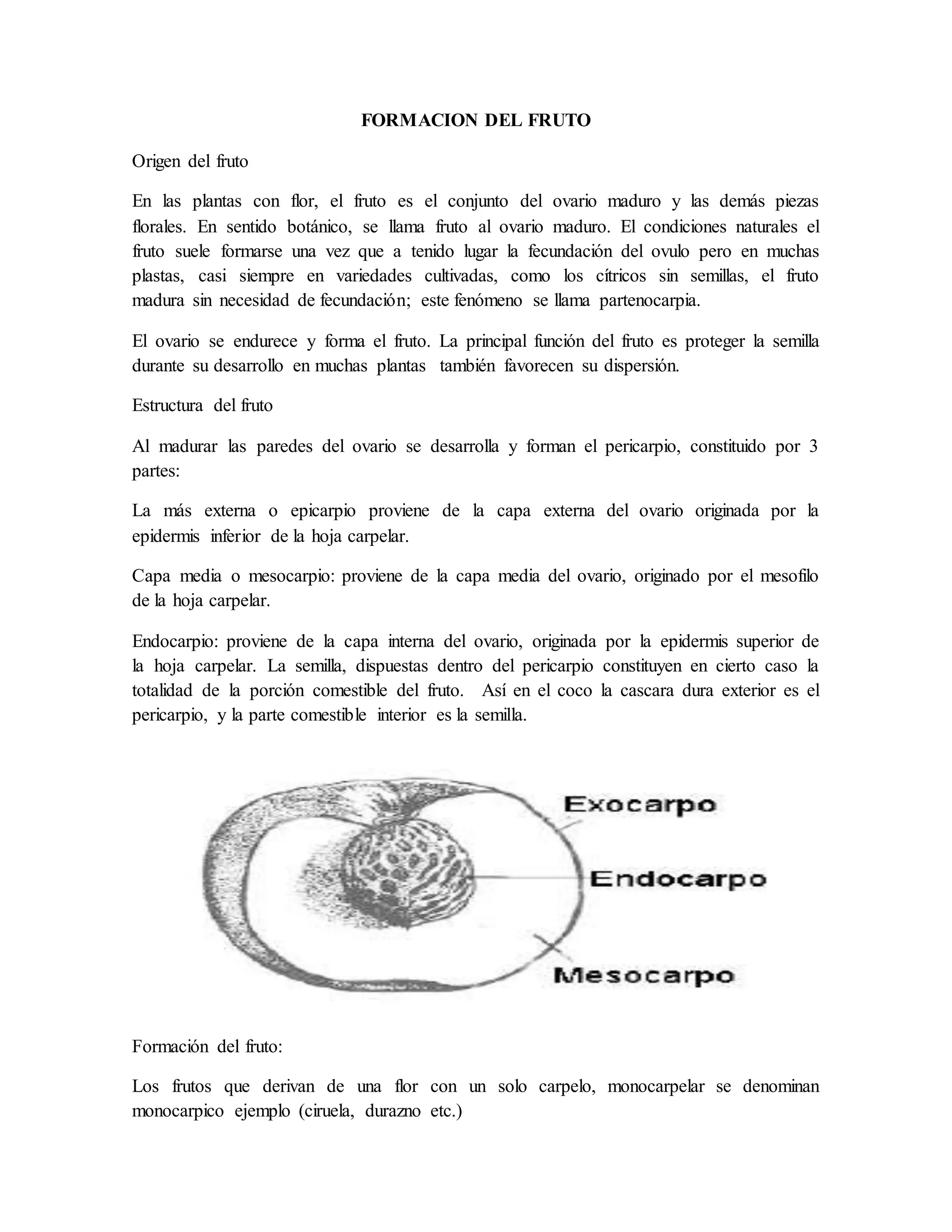 Formacion del Fruto | PDF