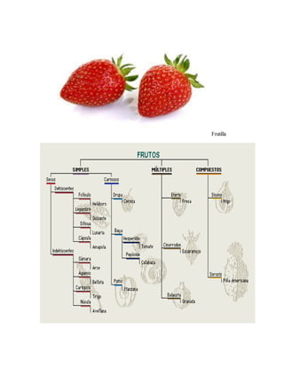 Formacion del Fruto | DOCX