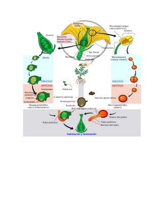 Formacion del Fruto | PDF