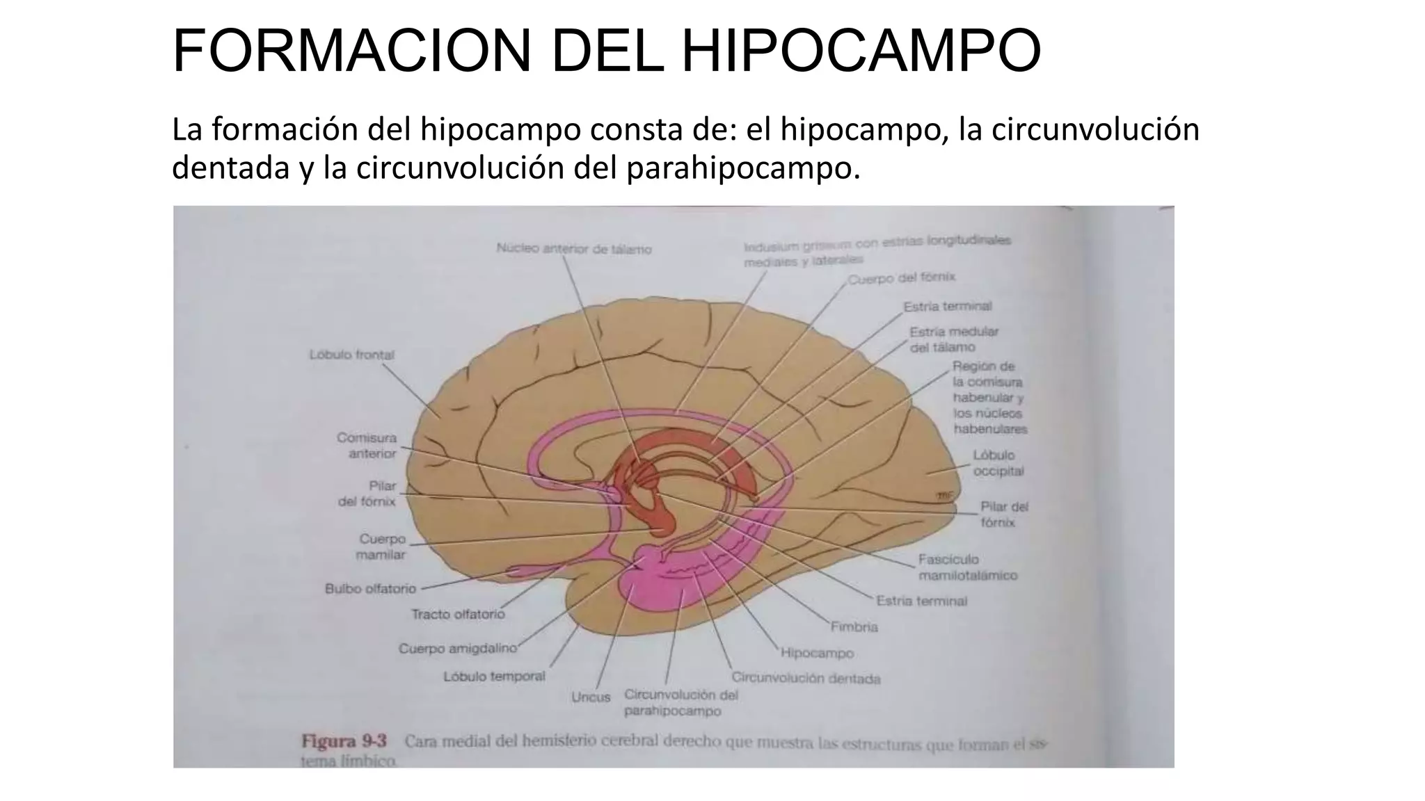 Formacion del hipocampo | PPT