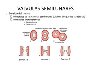 FORMACION DE LOS TABIQUES DEL TRONCO ARTERIAL.pptx