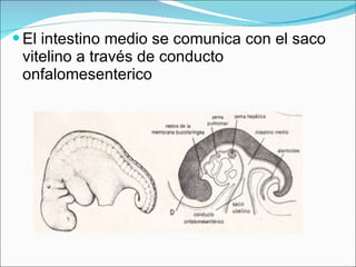 Formacion del sistema digestivo fetal | PPT