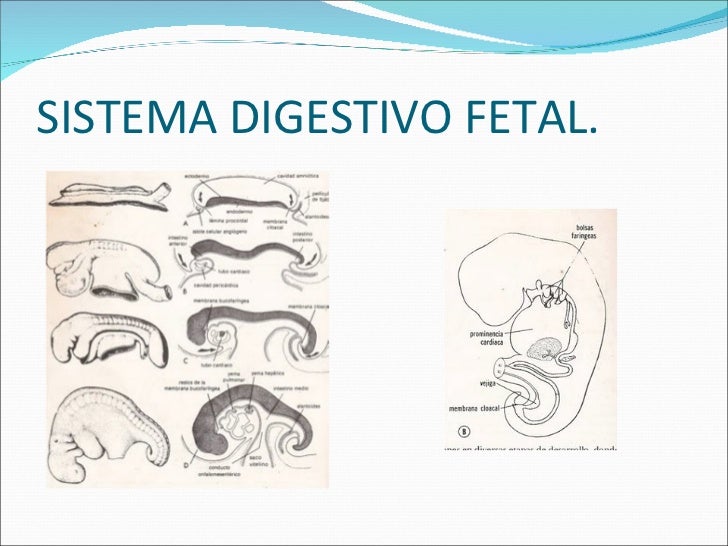 Formacion del sistema digestivo fetal