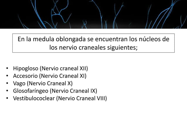 Formacion Reticular Medular Pptx