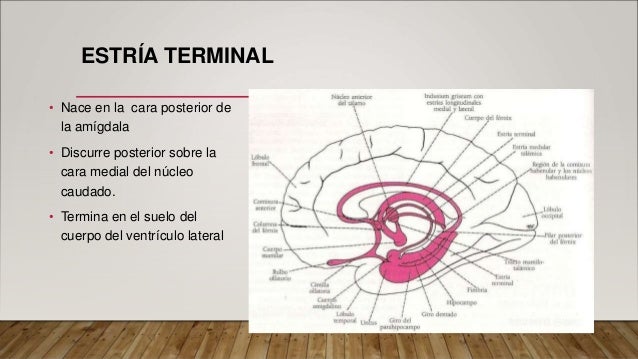 Formacion reticular y sistema limbico