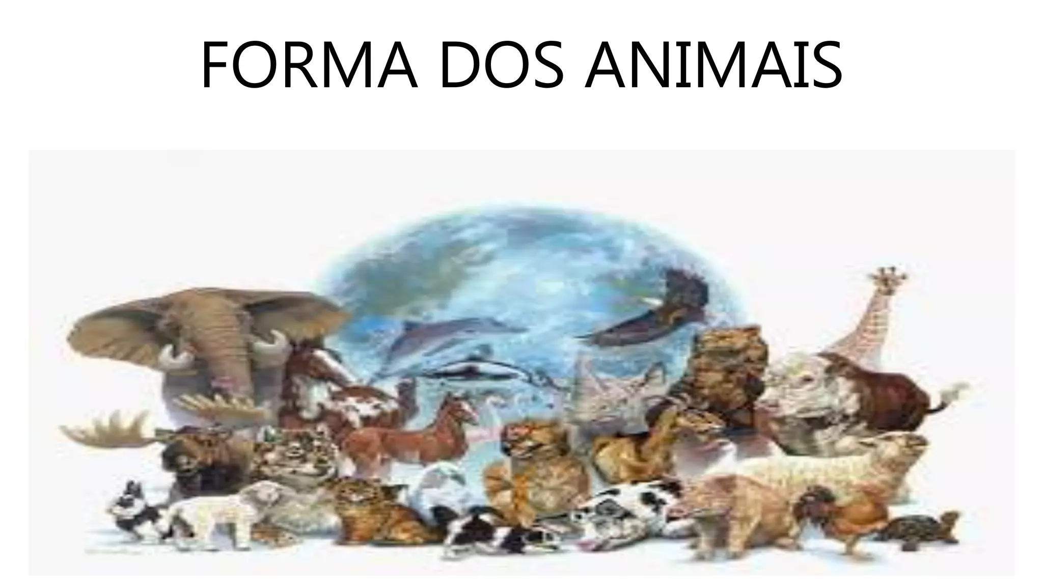 Forma dos animais 5F | PPTX