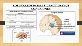 FORMAICIÓN RETICULAR-NOTAS CLÍNICAS; NÚCLEOS BASALES (GANGLIOS BASALES ...