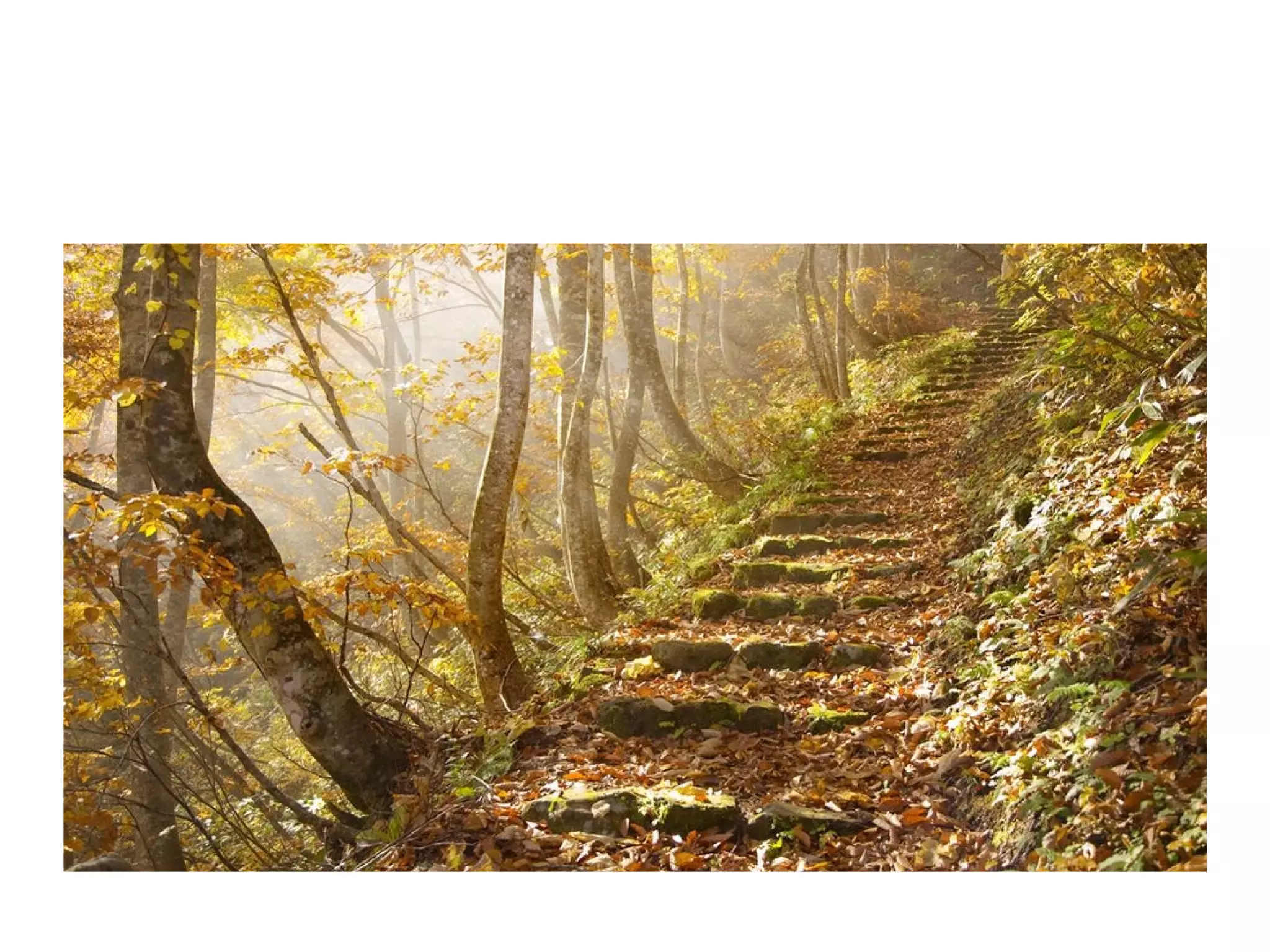 Formal qualities of Composition | PPT