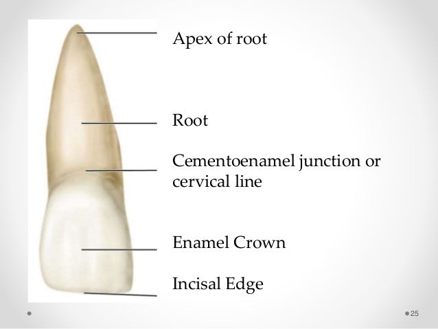 Dana/Roseman/Terminology