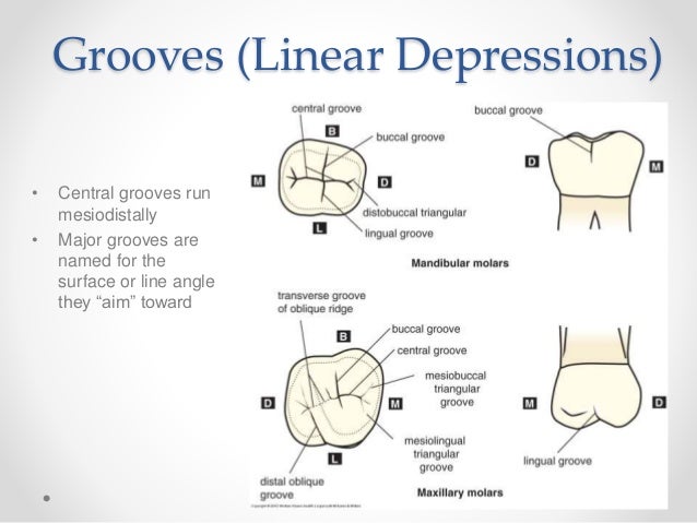 Dana/Roseman/Terminology