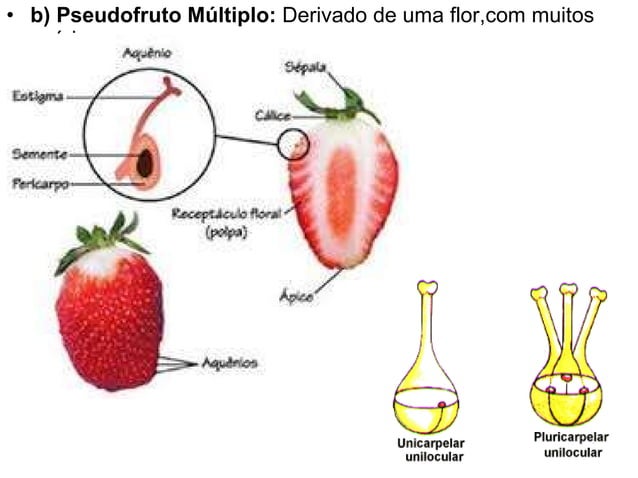 Formação de fruto e semente