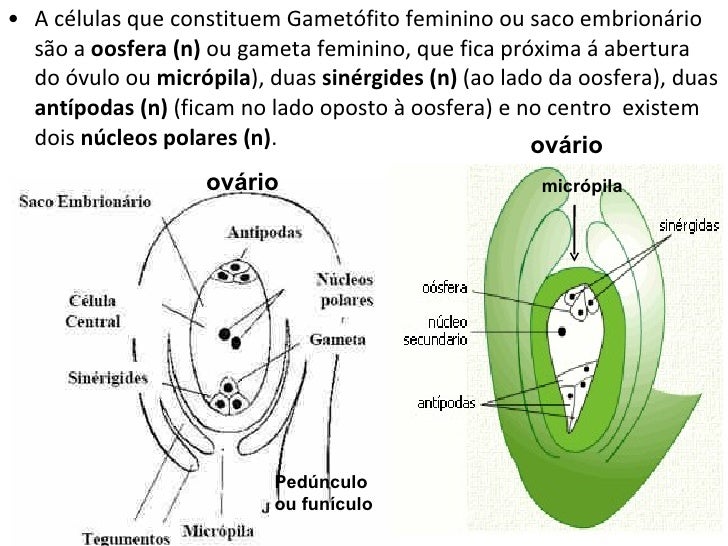Formação de fruto e semente