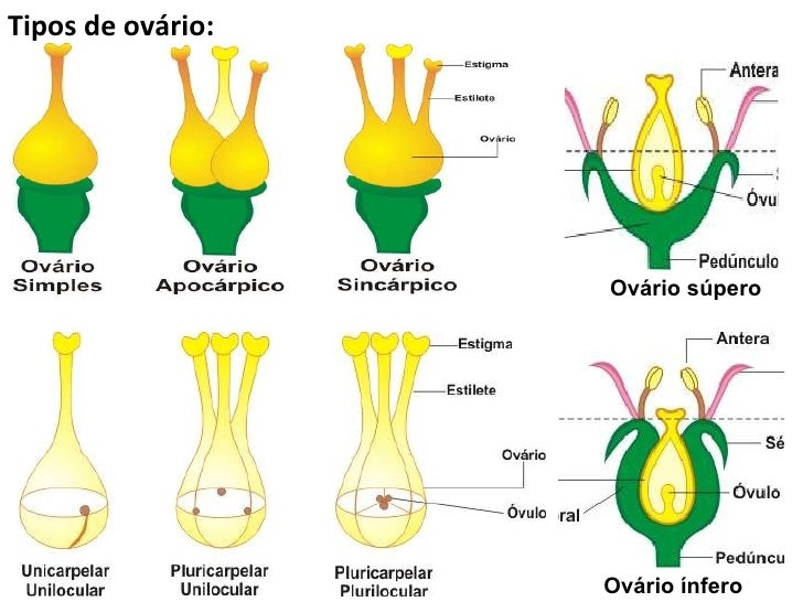Formação de fruto e semente