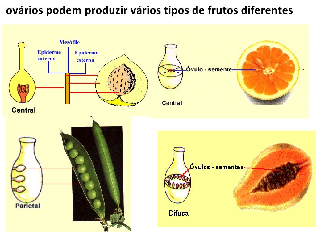 Semente, Formação, O Que É, Planta, Processo Semente – LZRNN