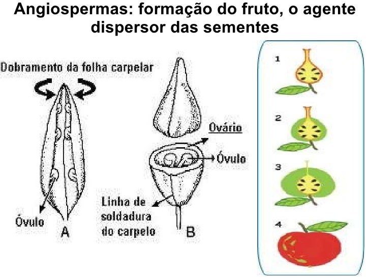 Formação de fruto e semente
